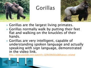 The Virtual Zoo | PPTX