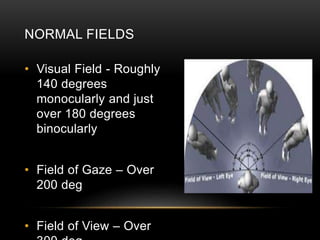 The Visual Field - For Doctors | PPTX