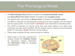 The Visual Model of Reading | PPTX