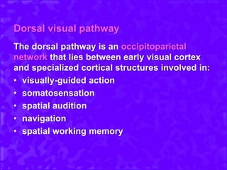 The visual pathway | PPSX