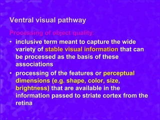 The visual pathway | PPSX