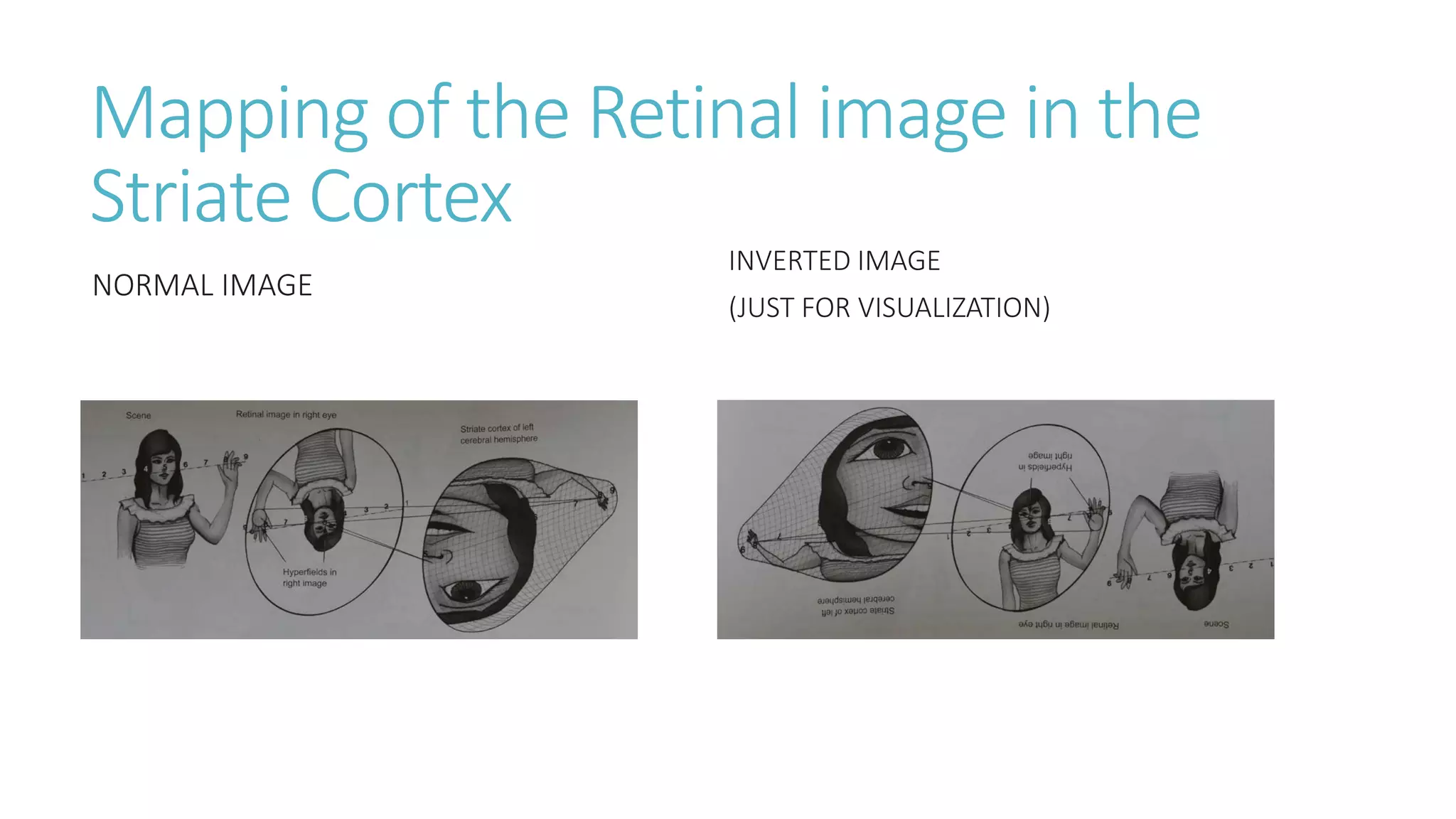 The visual system | PDF