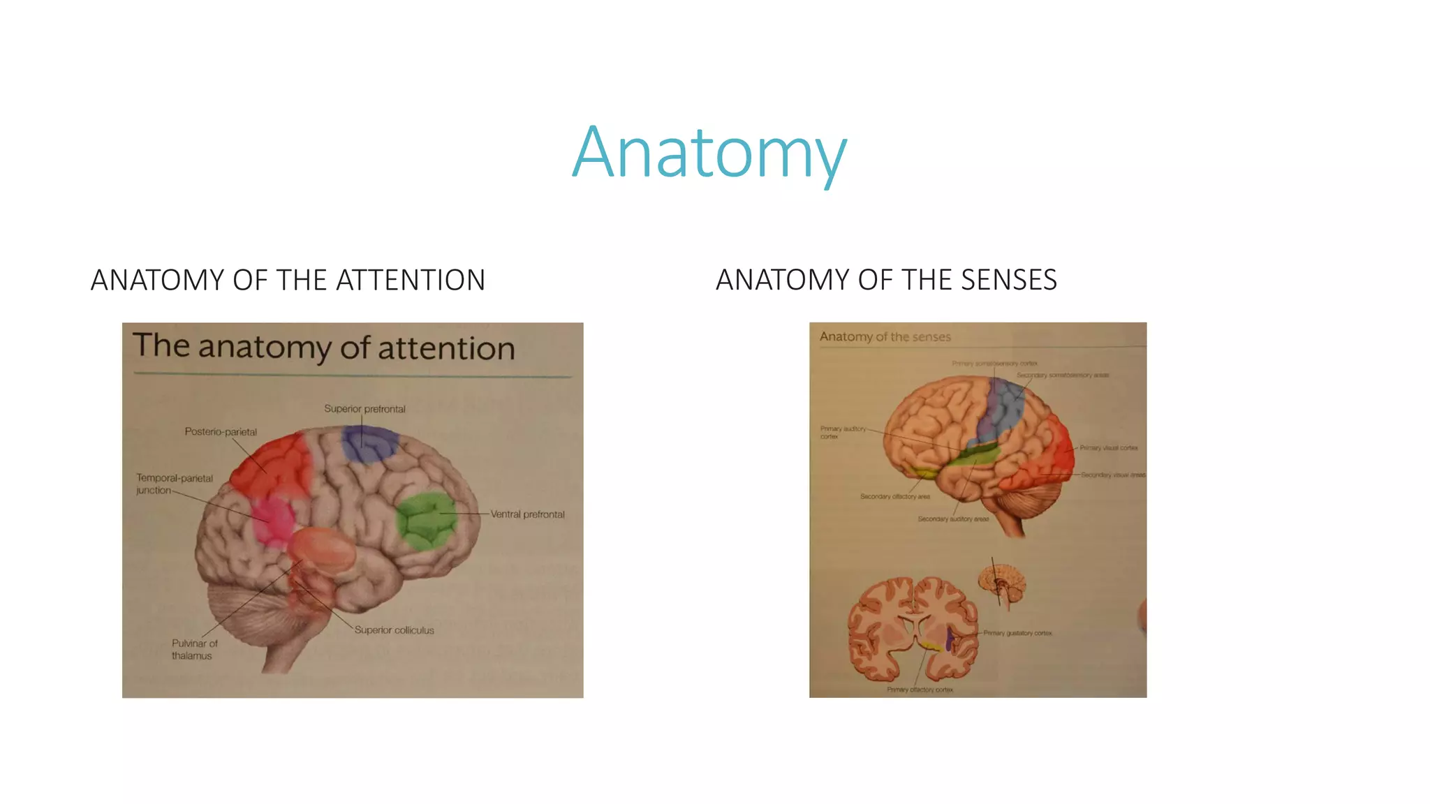 The visual system | PDF