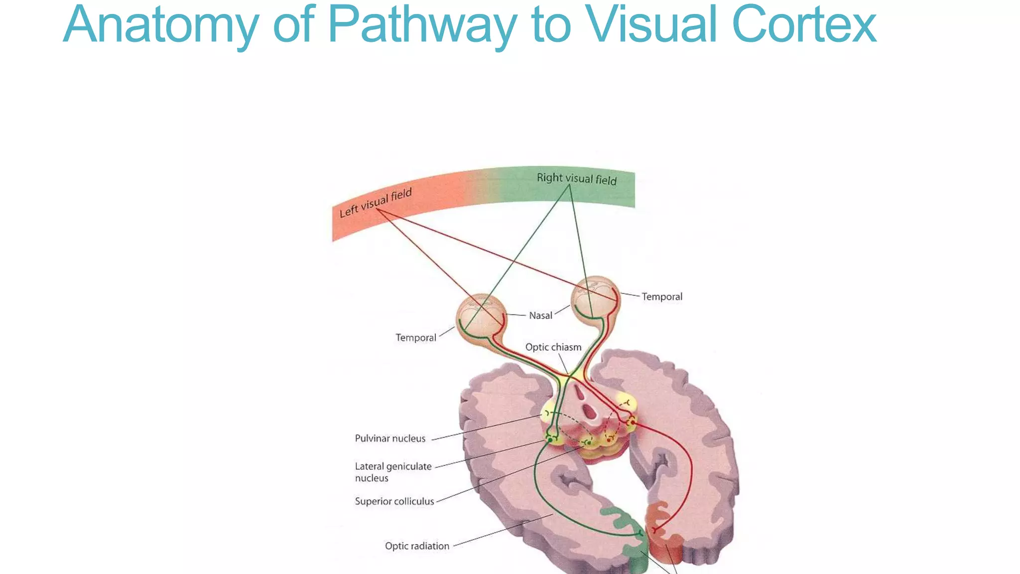 The visual system | PDF