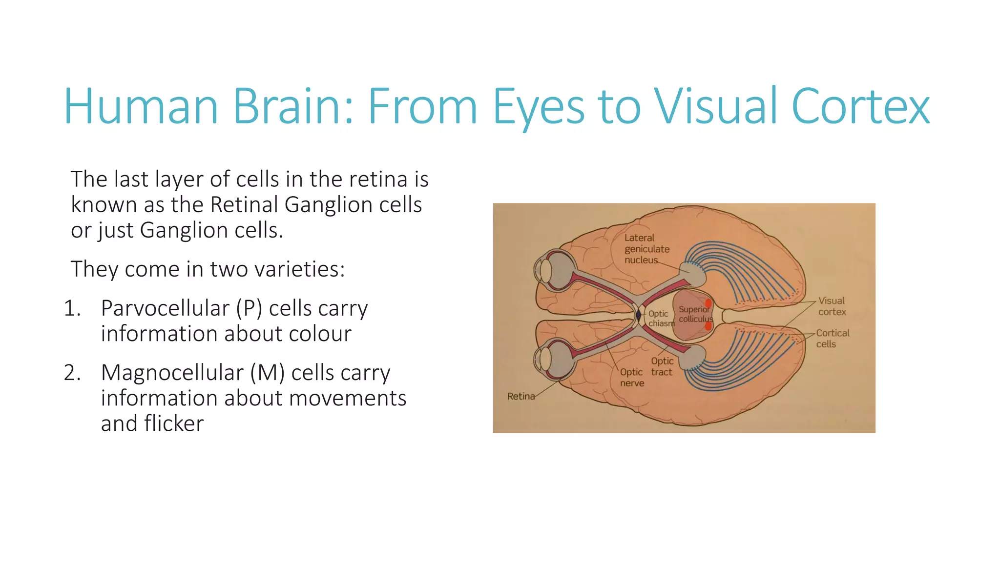 The visual system | PDF