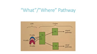 The visual system | PDF