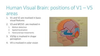 The visual system | PDF
