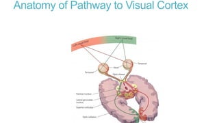 The visual system | PDF