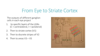 The visual system | PDF