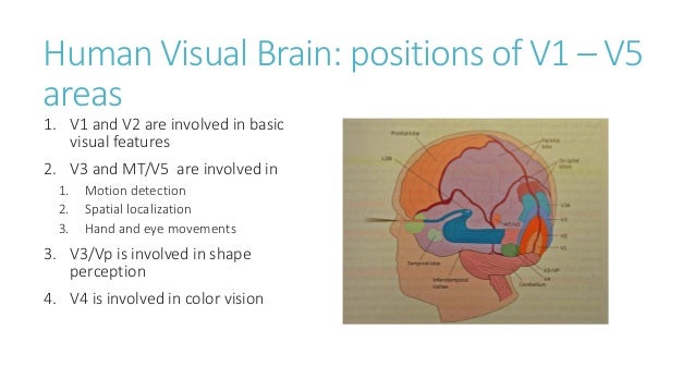 The visual system