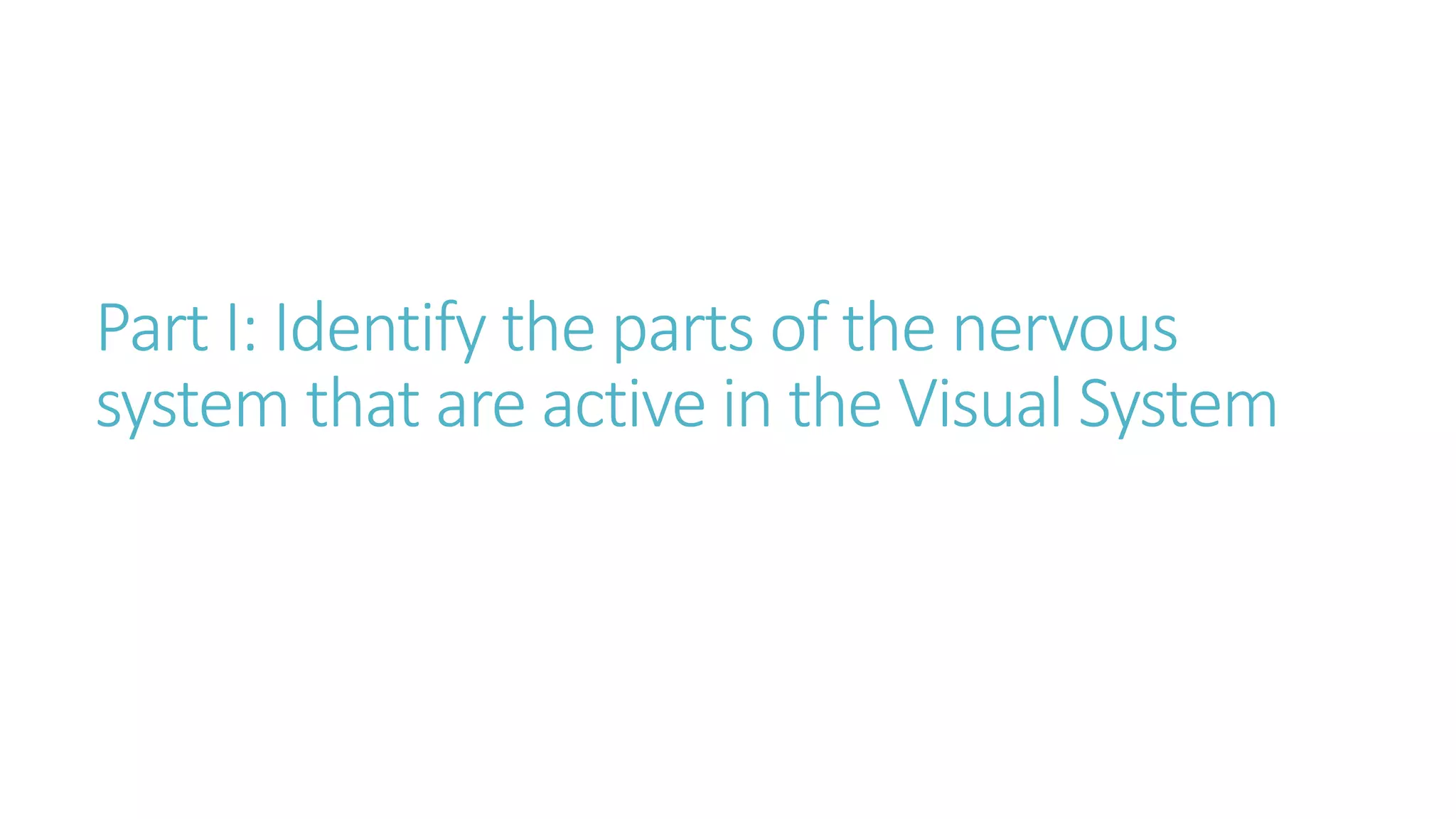 The visual system1