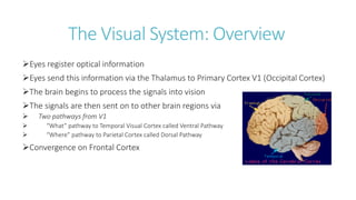 The visual system1 | PPT