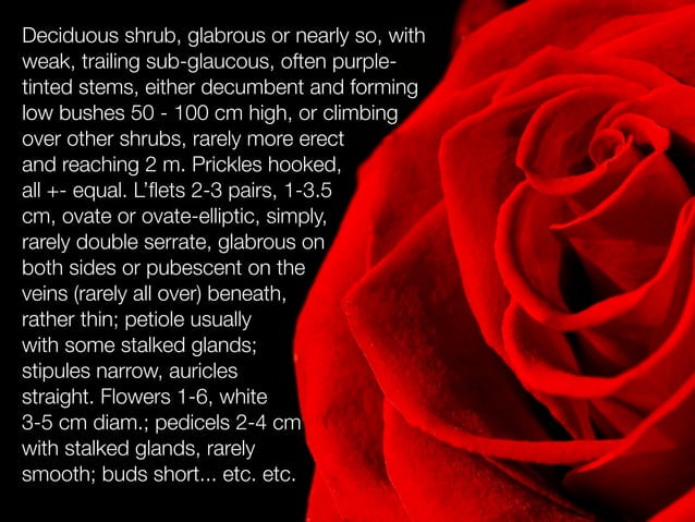 The Visual Terminator | PPT