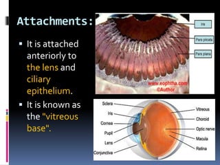 The vitreous for undergraduate | PPSX