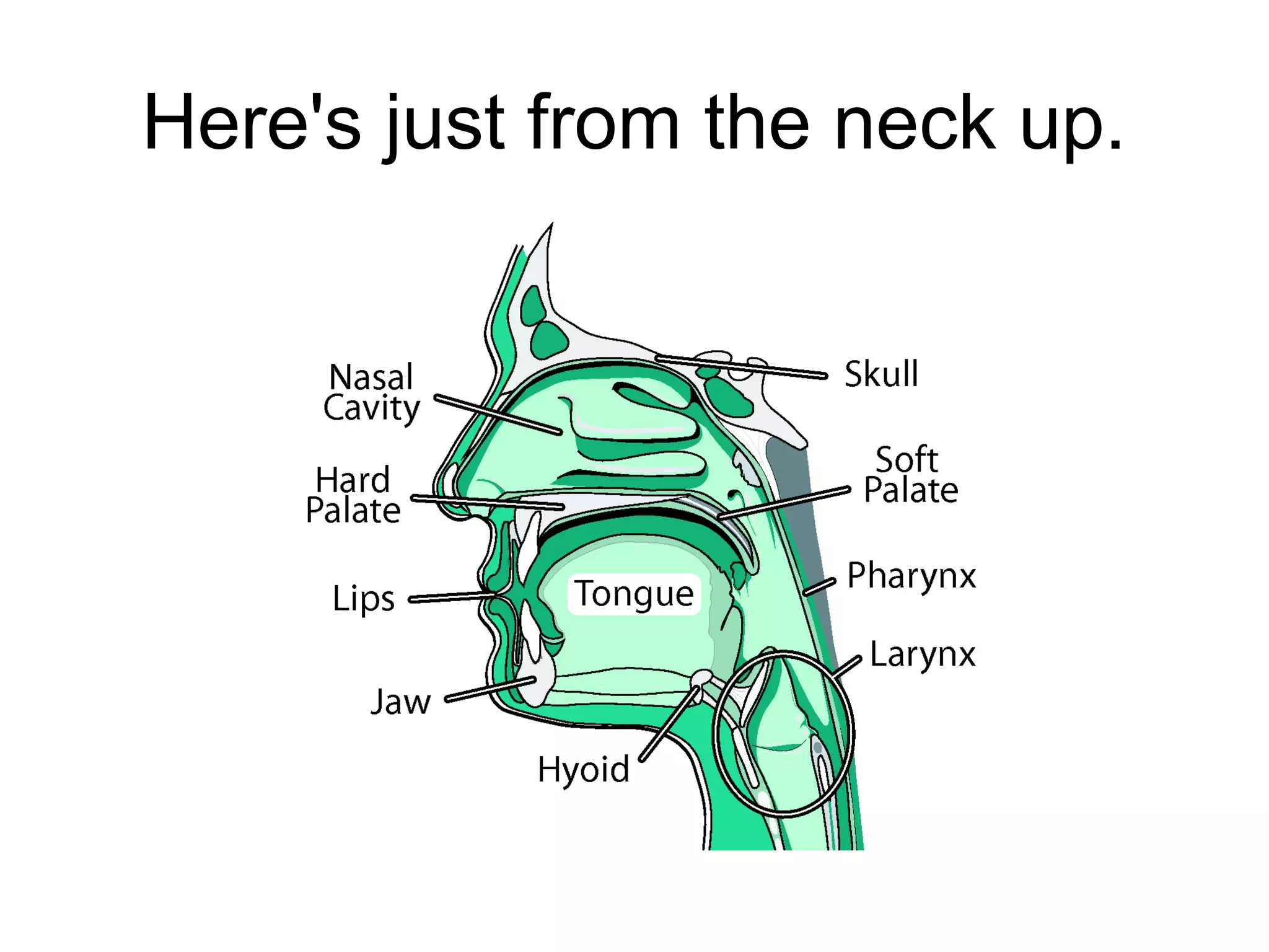 The Vocal Mechanism | PPT