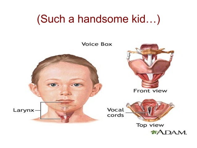 The Vocal Mechanism | PPT