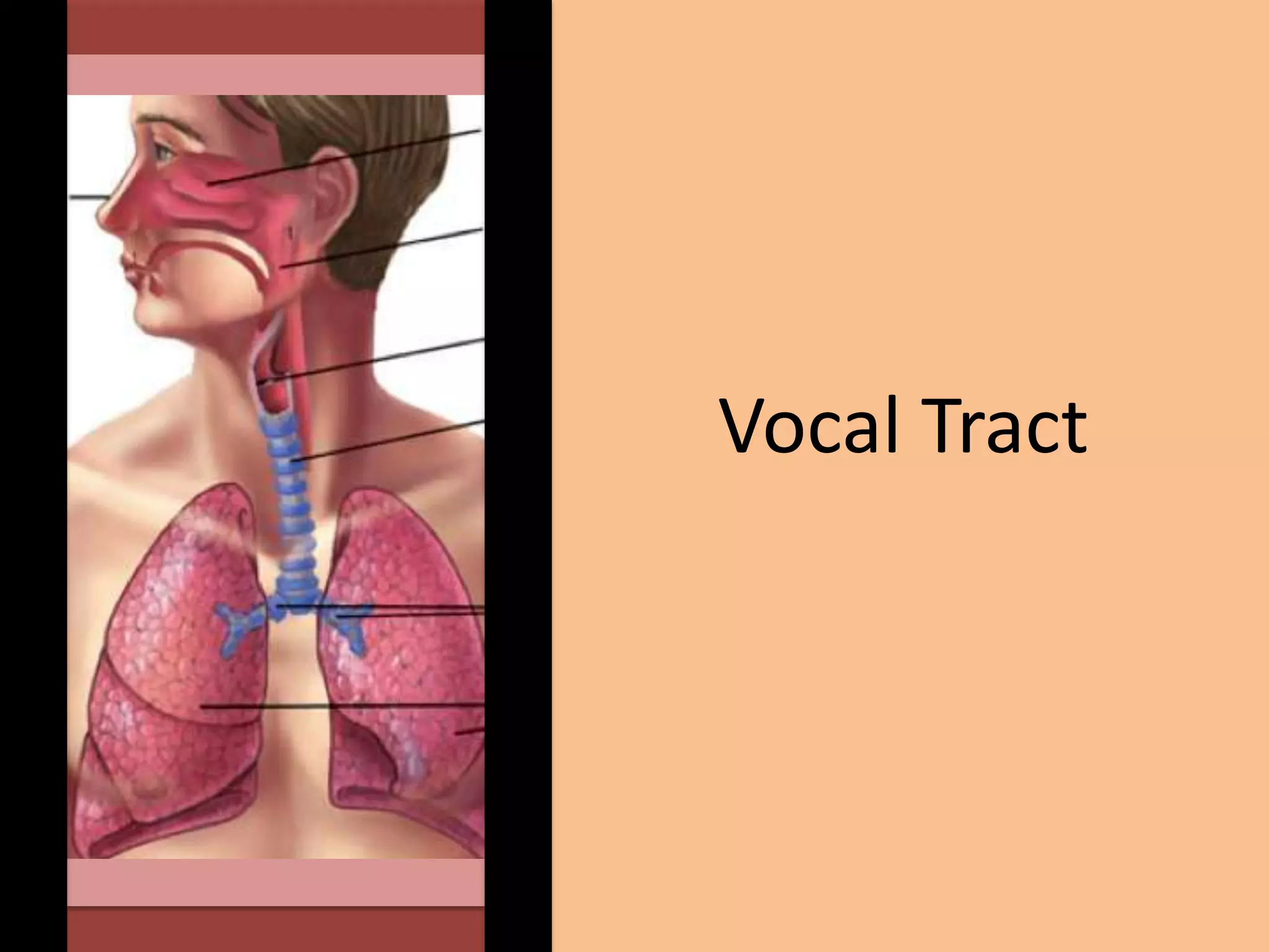 The voice powerpoint | PPT