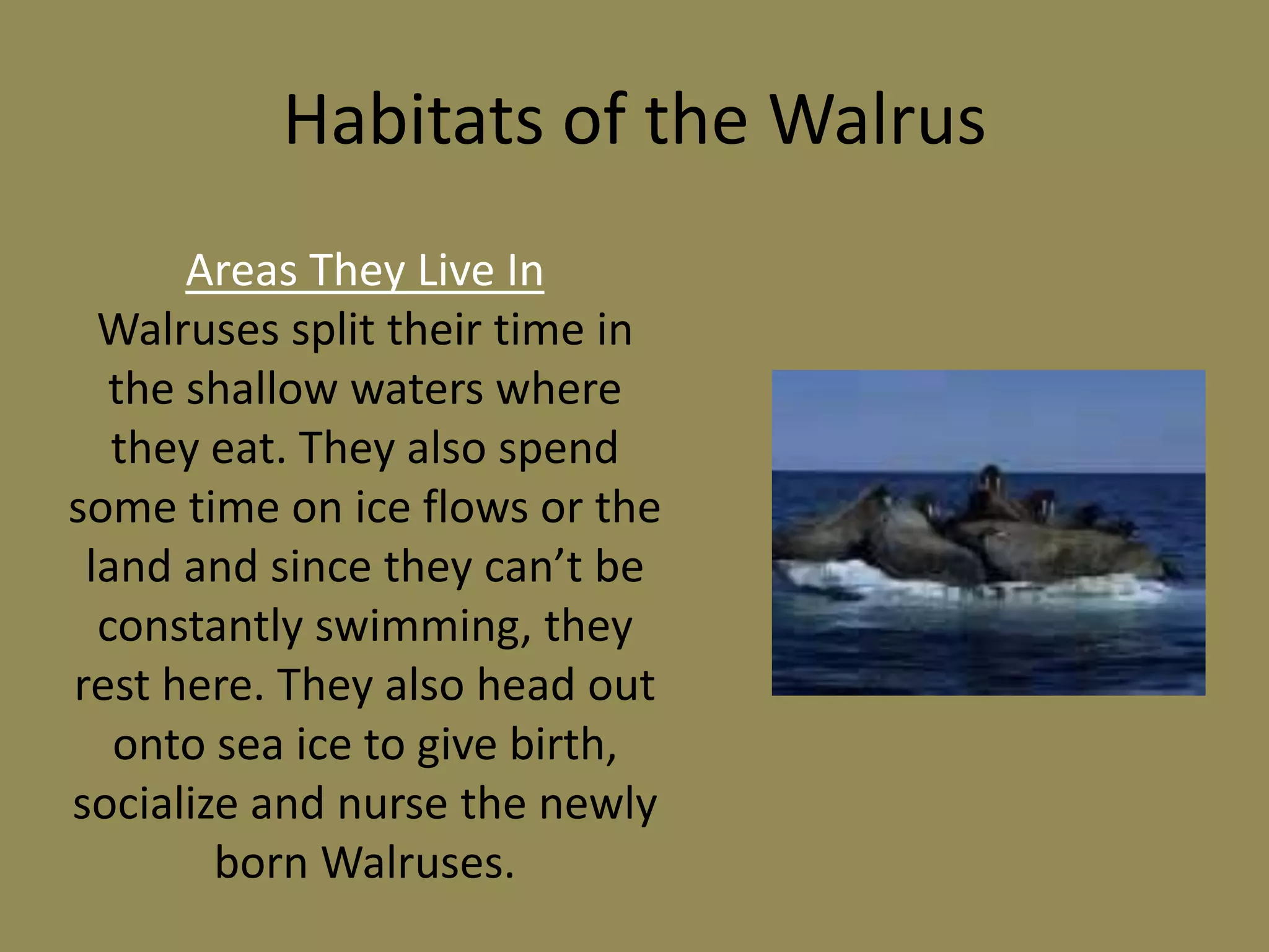 The walrus! | PPT
