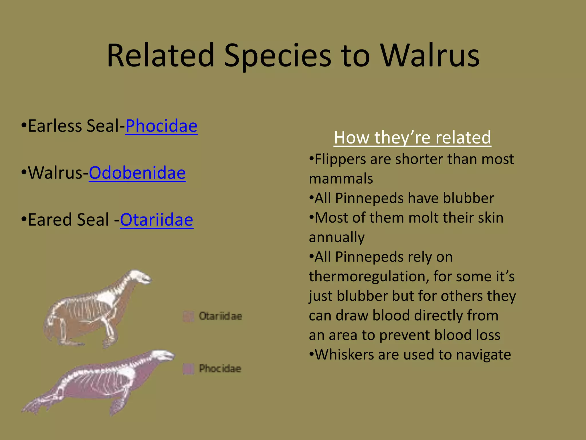 The walrus! | PPT
