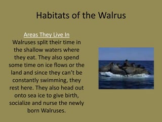The walrus! | PPTX