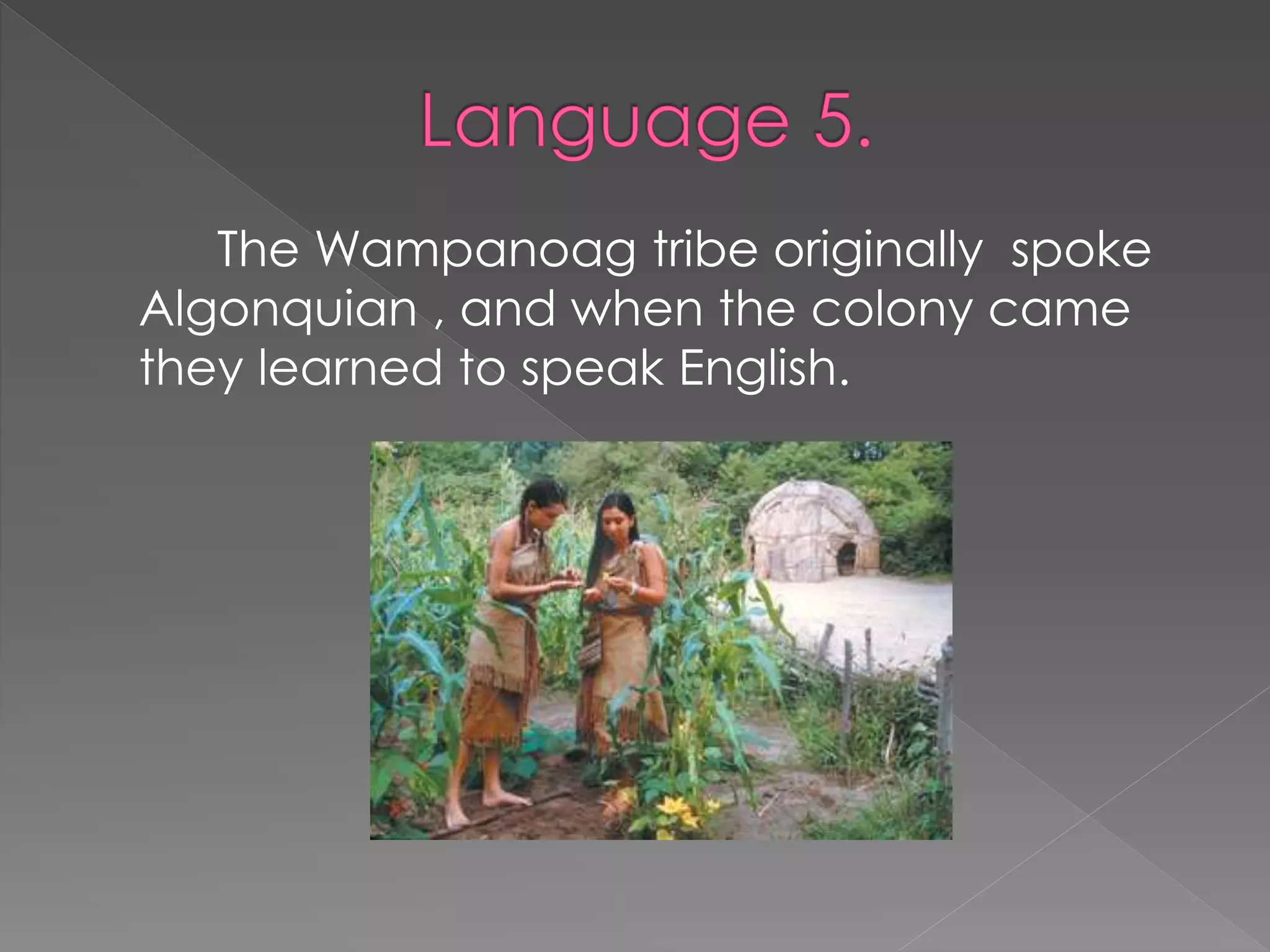 The wampanoag tribe jazel | PPT