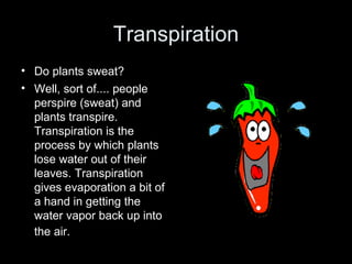 The Water Cycle | PPT | Weather | Science