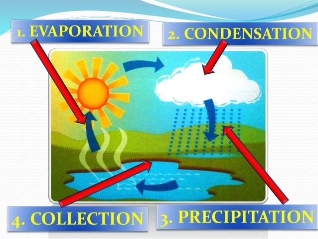 The water cycle