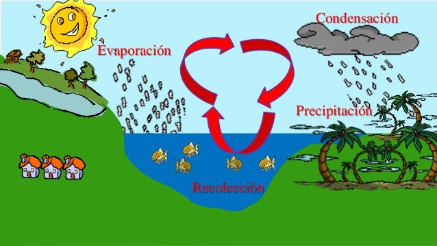 The Water Cycle: English and Spanish