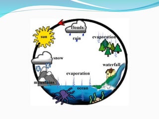 The Water Cycle PowerPoint runoff and precipitation.ppt