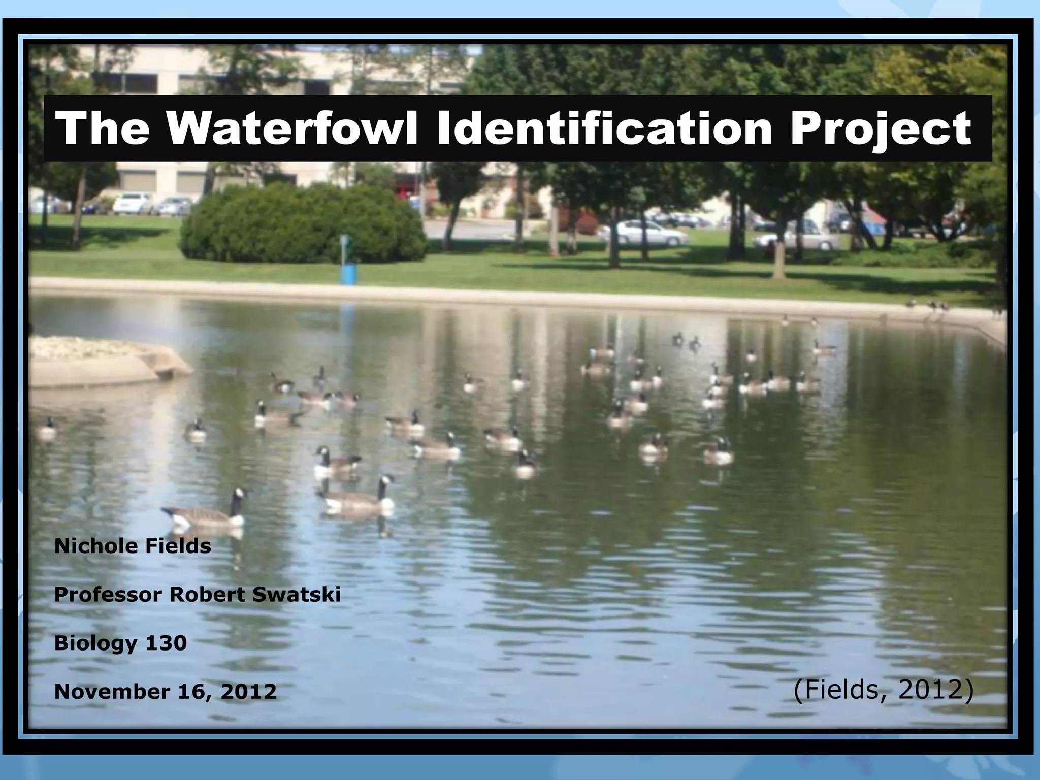 The waterfowl identification project | PPTX