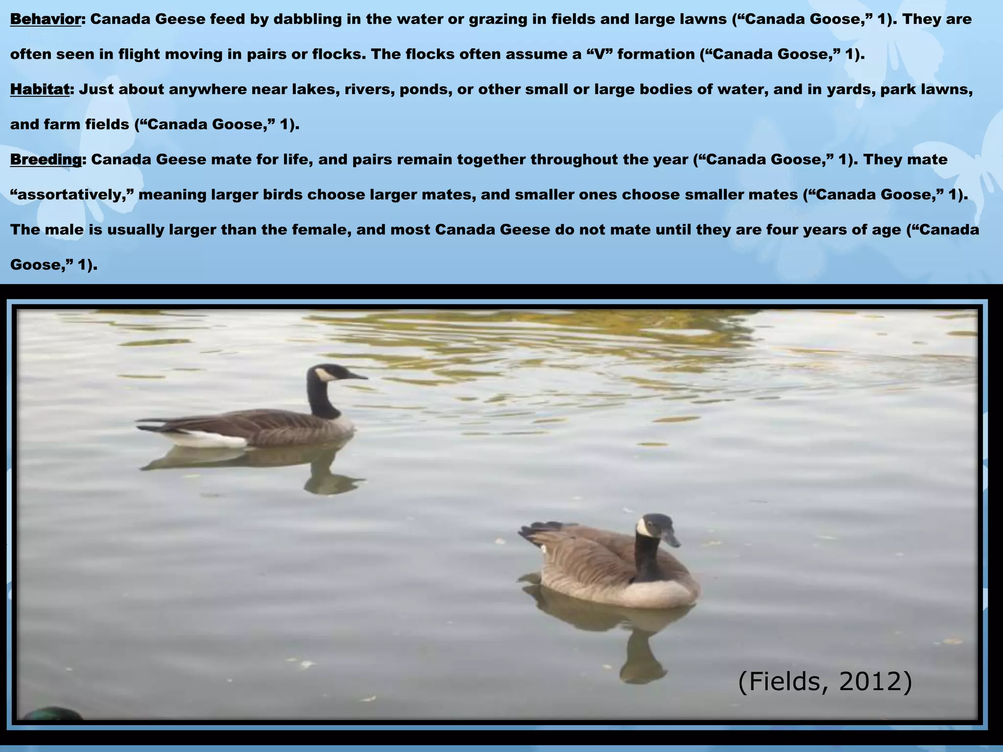 The waterfowl identification project | PPTX