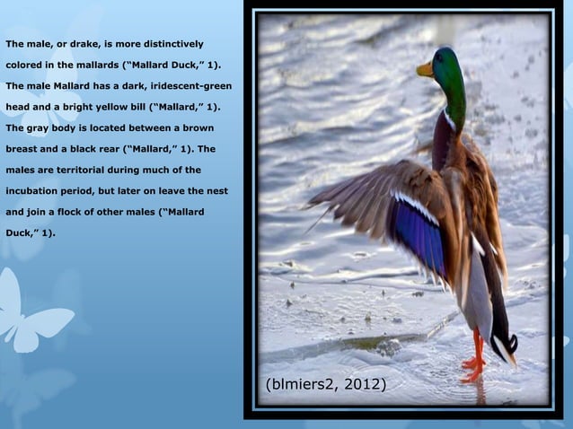 The waterfowl identification project | PPTX