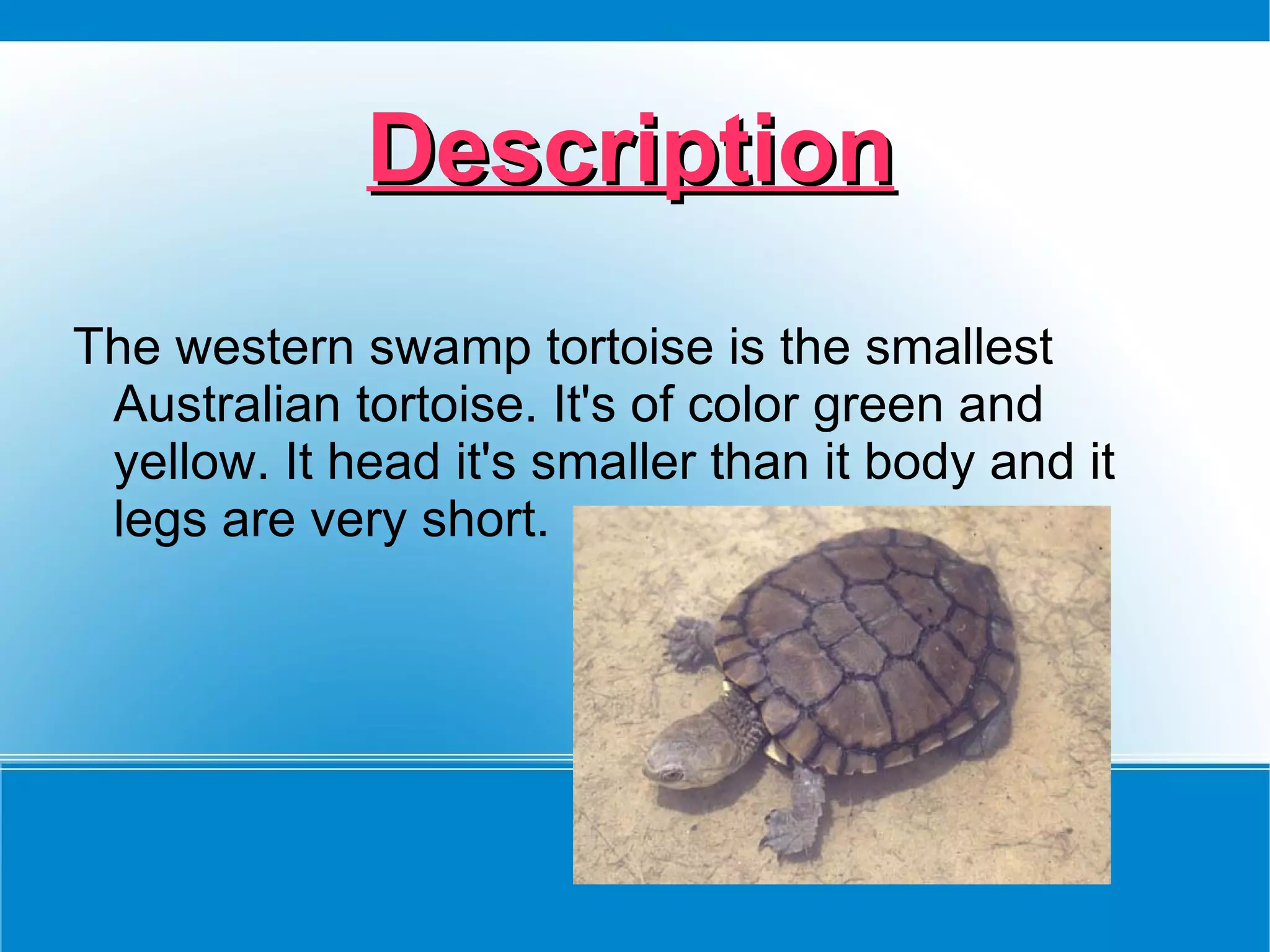 The western swamp tortoise | ODP
