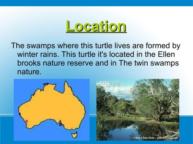 The western swamp tortoise | ODP