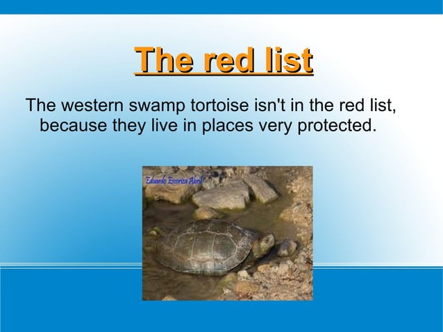 The western swamp tortoise | ODP