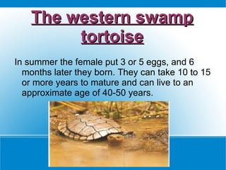The western swamp tortoise | ODP