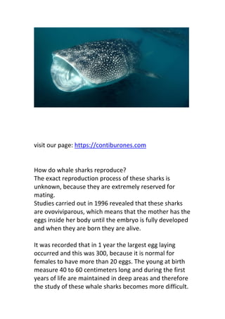 The Whale Shark | PDF