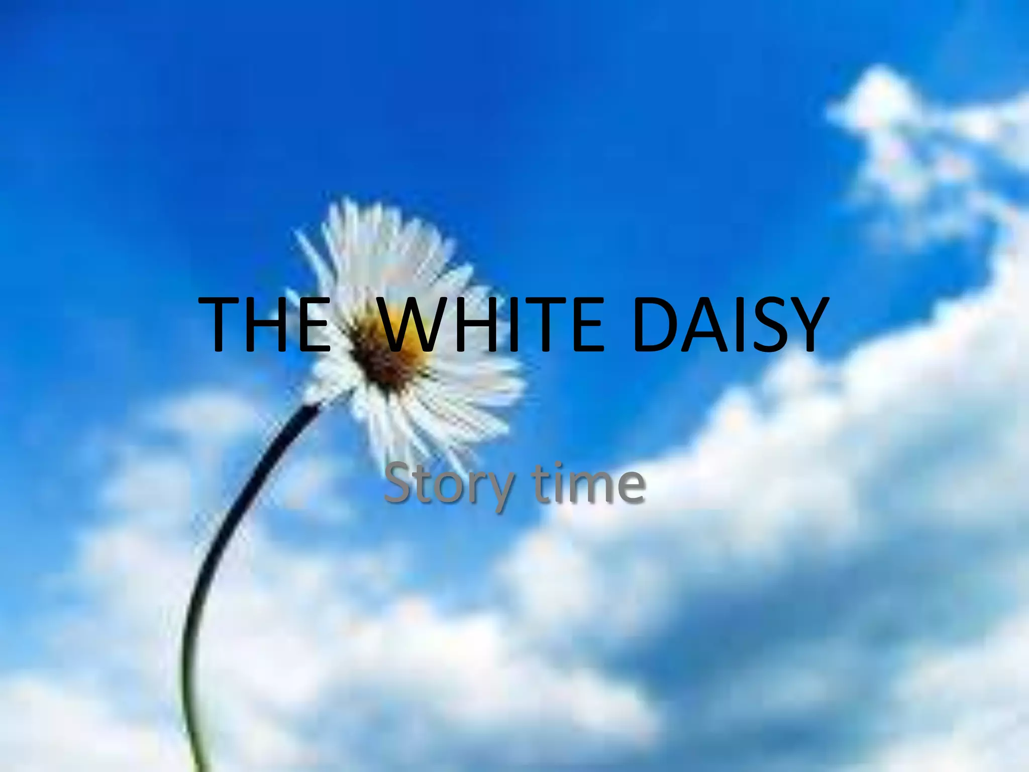 The white daisy story | PPTX
