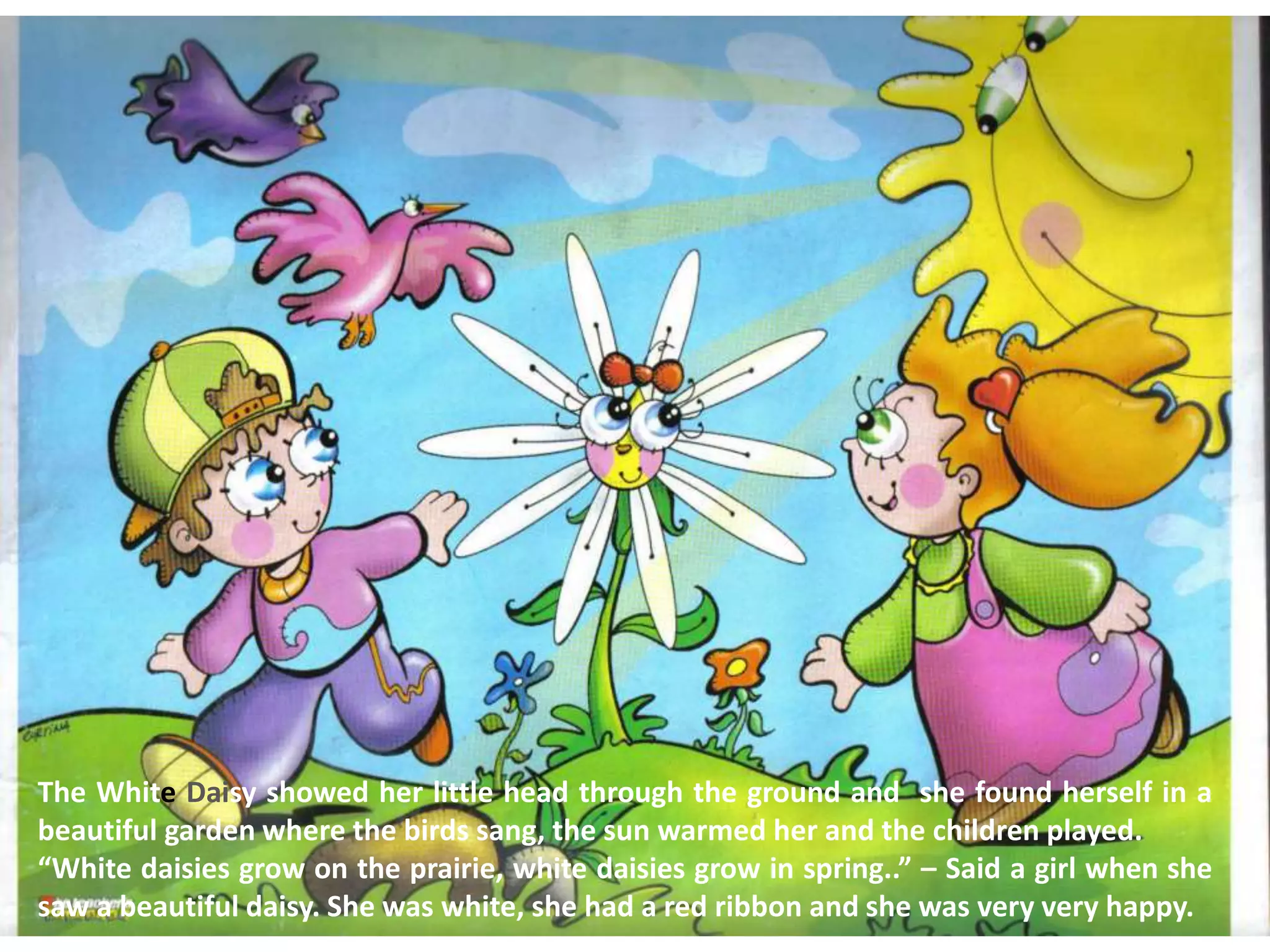 The white daisy story | PPTX