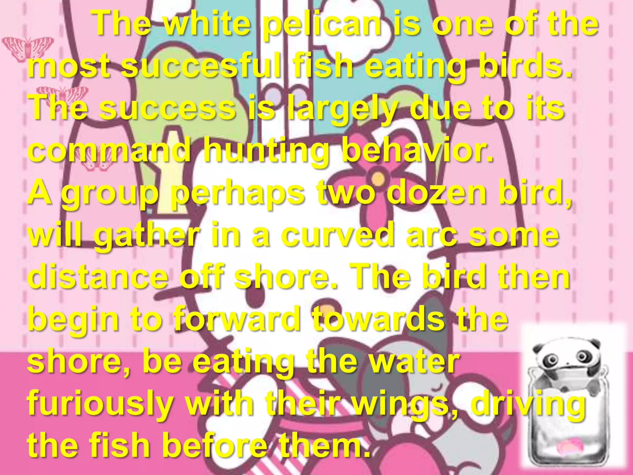 The white pelican | PPTX | Birds | Pets