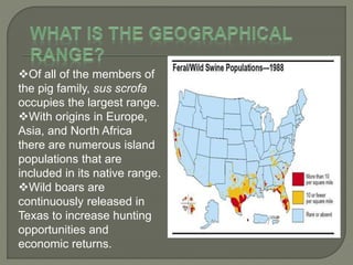 The wild boar presentation | PPTX