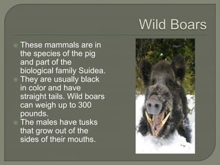 The wild boar presentation | PPTX