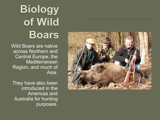 The wild boar presentation | PPTX