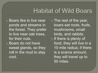The wild boar presentation | PPTX