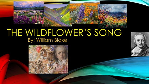 The wild flowers song | PPT