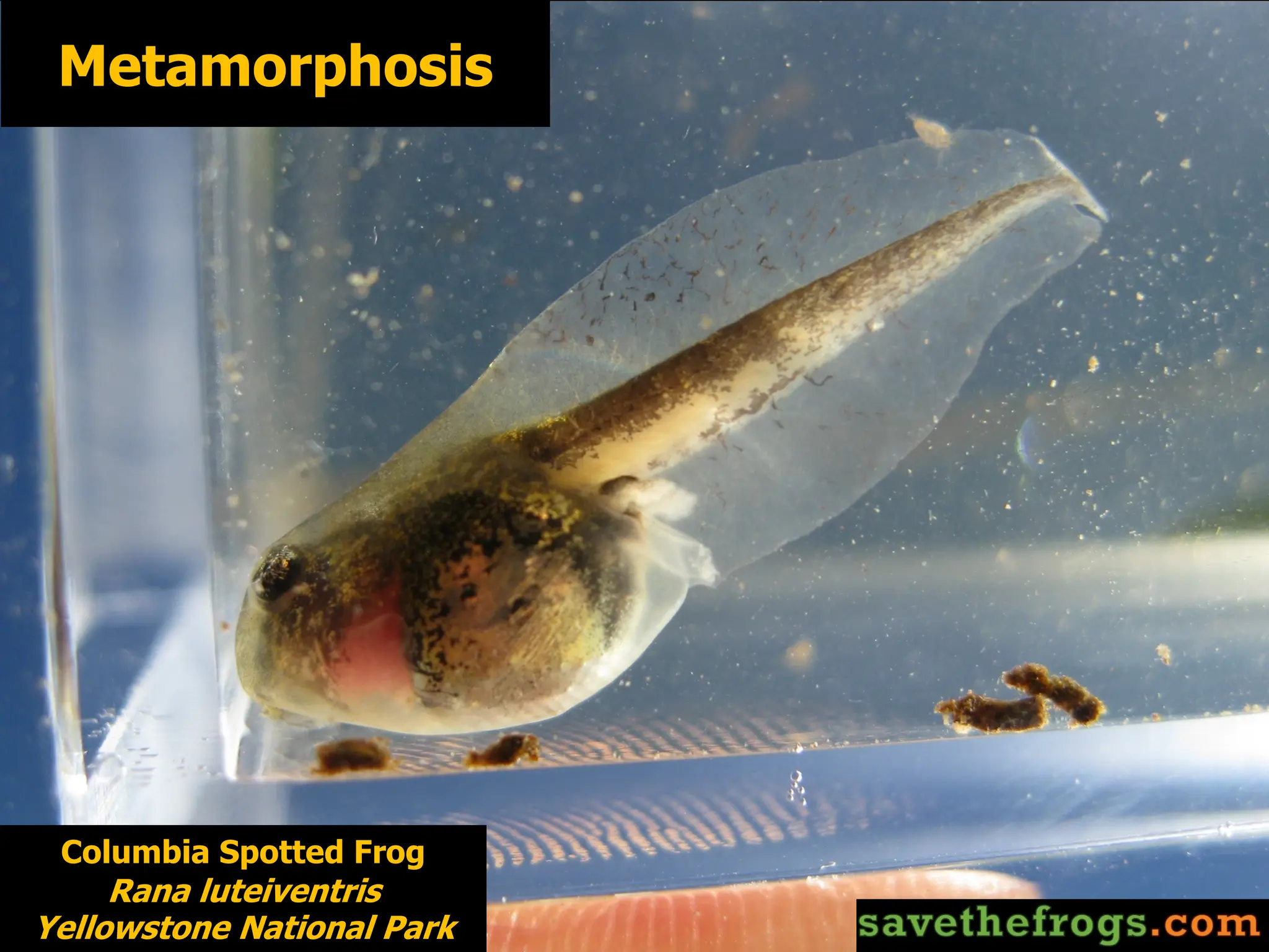 The Wild World Of Frogs (An Introduction To Amphibian Conservation) | PDF