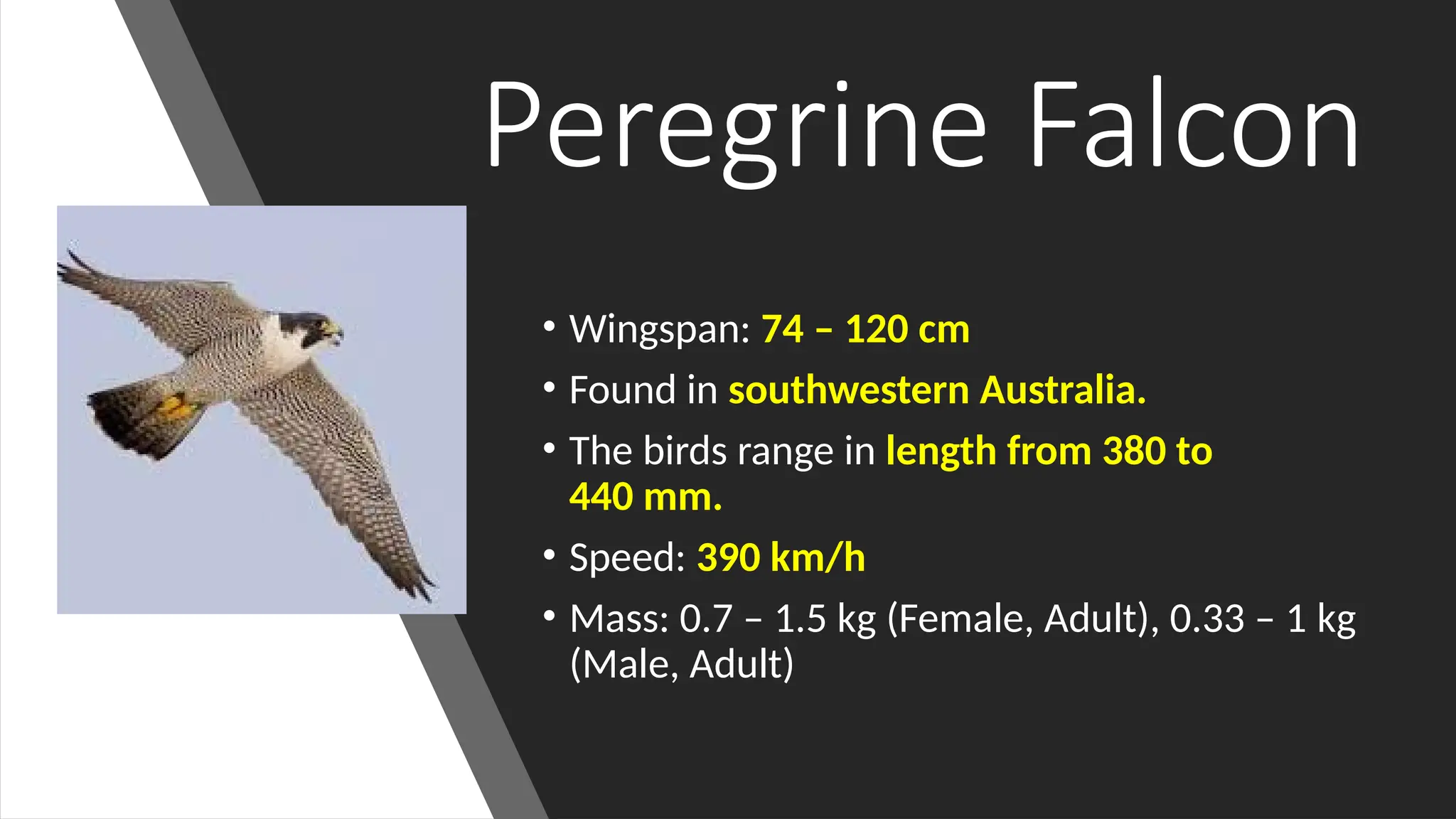 THE WINGSPAN OF BIRDS’.pptx ENGLISH CLASS 10 | PPTX