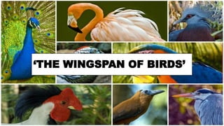 THE WINGSPAN OF BIRDS’.pptx ENGLISH CLASS 10 | PPTX