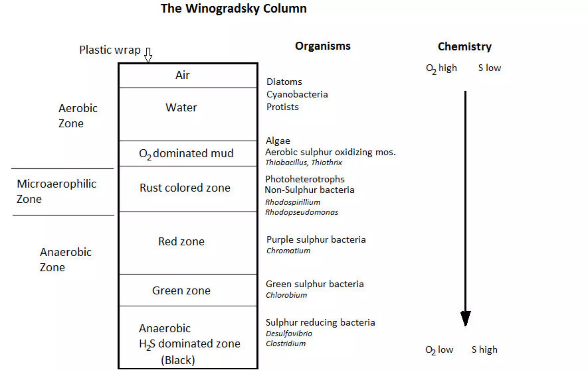 Winogradsky column | PDF