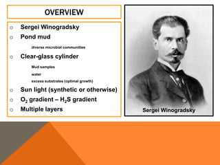 The Winogradsky Column | PPTX